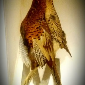 About the books – The Food Library